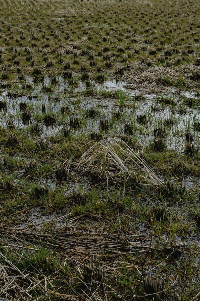How Agents Cope With Natural Disasters Affecting Farming